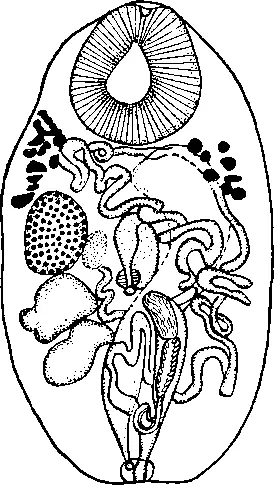 Anatomie van Bucephalopsis caecorum 22778_3