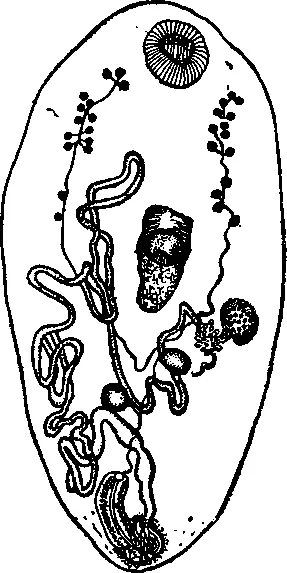 Anatomie van Bucephalopsis caecorum 22778_4