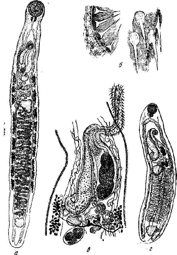 Anatomy ya Orchidasma amphiorchis