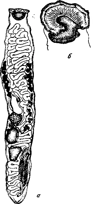 Rhipidocotyle sphyraenae Yamaguti ، 1959 22793_2