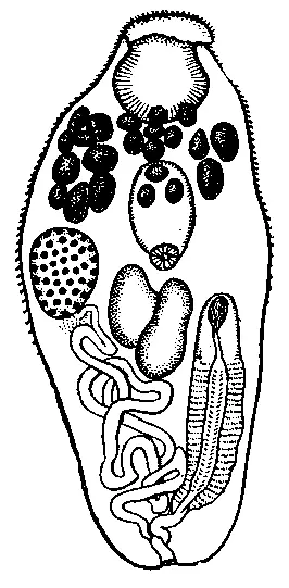 Rhipidocotyle sphyraenae Yamaguti ، 1959 22793_3