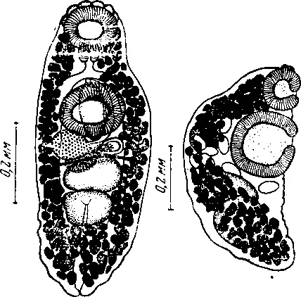 टेस्टिस Crepidostomum fausti 22794_2