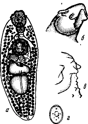 Testlər Crepidostomum fausti 22794_3