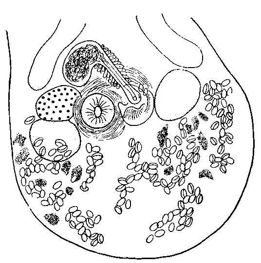 Pjesa dhe muskulatura e familjes Microphallidae 22803_4