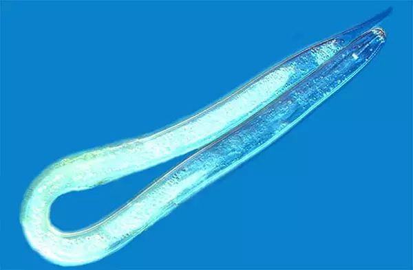 Mampiavaka ny trematodes Bucephalata