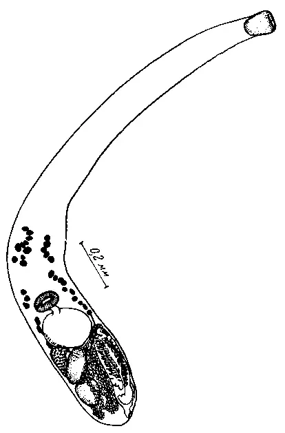 پروسورینچس لانگیکولیس یاماگوتی ، 1953۔ 22812_2