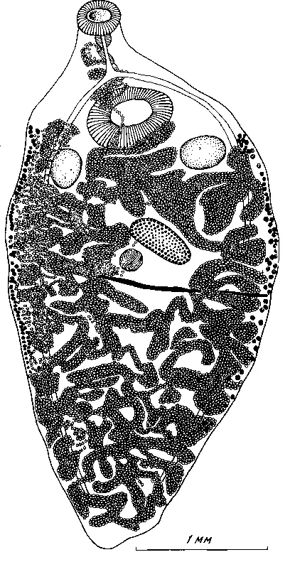 Anatomy ntawm Zonorchis travassosi 22813_2