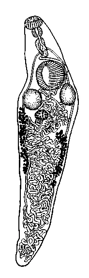 Anatomía de Zonorchis travassosi 22813_3