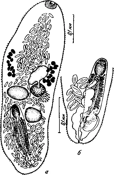 Мантер Bucephalopsis longoviferus, 1940 г. 22814_2