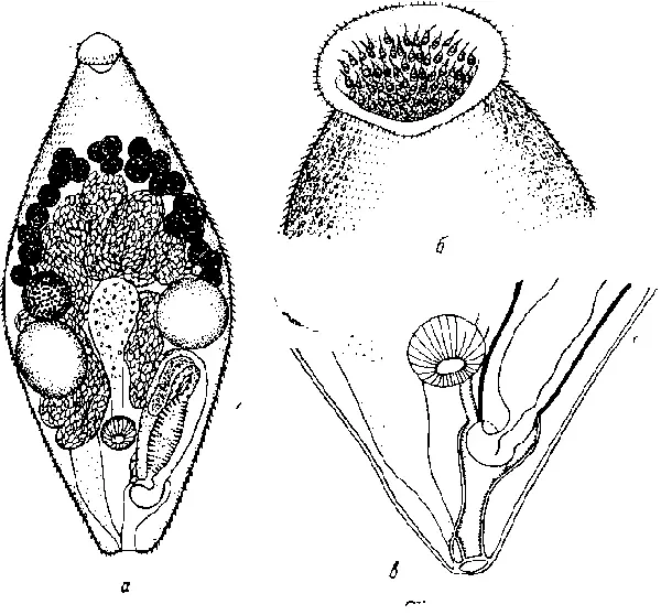 Prosorhynchus uniporus Ozaki, 1924 22816_2