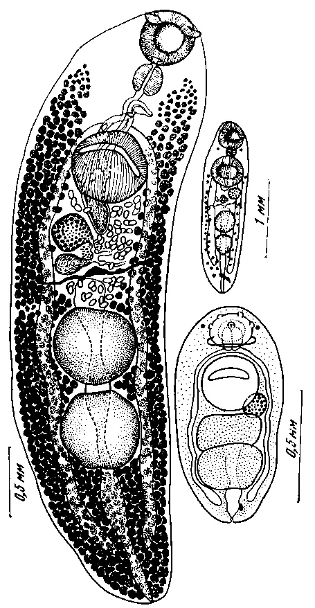 Crepidostomum farionis tavsifi (Slyusarskiydan keyin, 1958) 22821_2