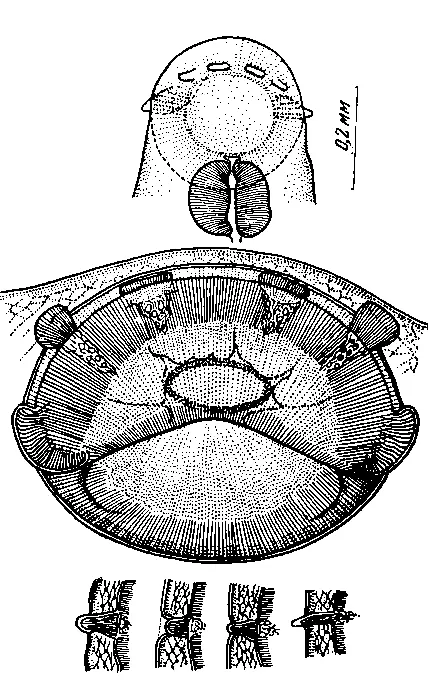 ការពិពណ៌នាអំពី Crepidostomum farionis (បន្ទាប់ពី Slyusarsky ឆ្នាំ ១៩៥៨) 22821_3