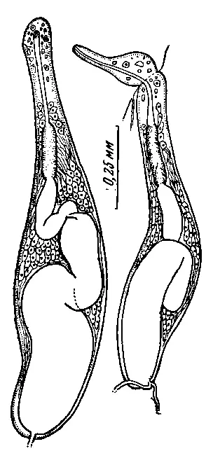 ការពិពណ៌នាអំពី Crepidostomum farionis (បន្ទាប់ពី Slyusarsky ឆ្នាំ ១៩៥៨) 22821_4