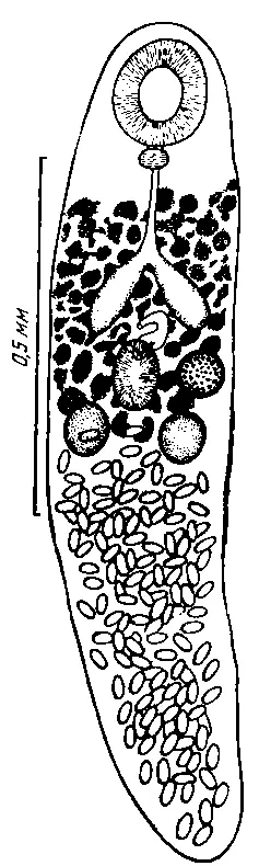 تشریح Brachycoelium ovale 22825_3