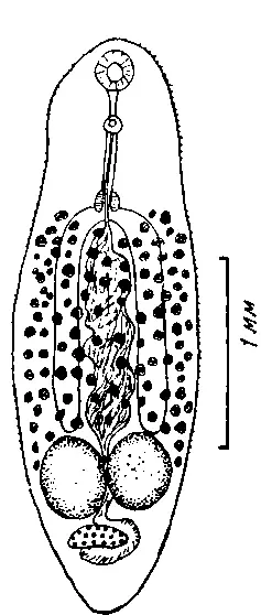 Centroderma stossichianum Monticelli, 1892 година 22826_2