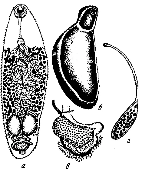 Centroderma stossichianum Monticelli, 1892 година 22826_3