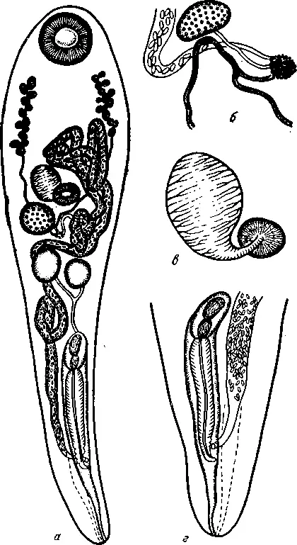 Bucephalopsis kweiyangensis Chu, ka 1950 22844_2