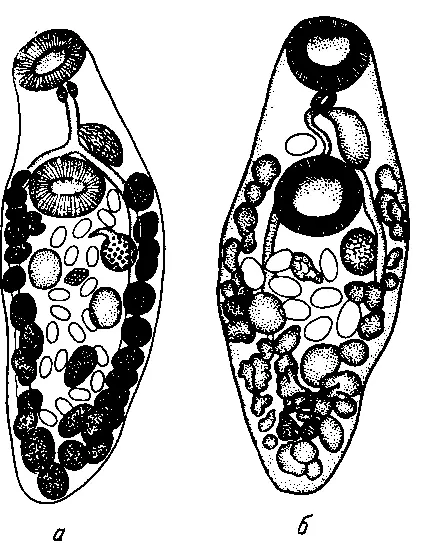 Allocreadium dogieli Koval, 1950 22854_2