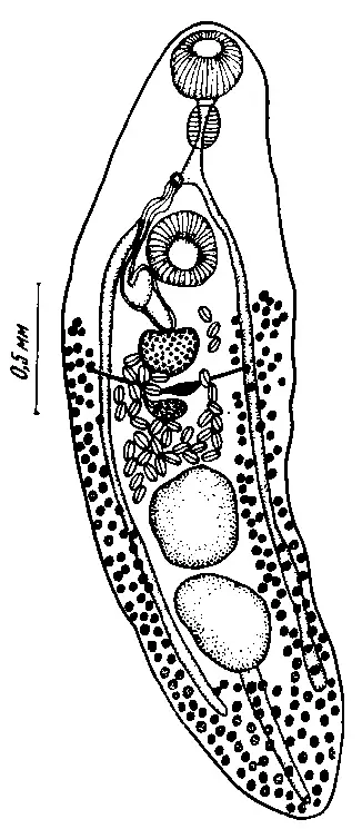 ಅಲೋಕ್ರೀಡಿಯಮ್ ಡೋಗಿಲಿ ಕೋವಲ್, 1950 22854_3