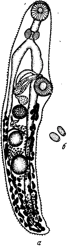 Orientocreadium vermai struktur 22865_3