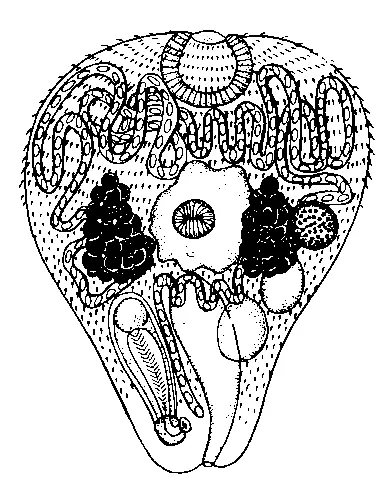 Bucephalopsis tenuis Yamaguti, 1952 година 22866_3