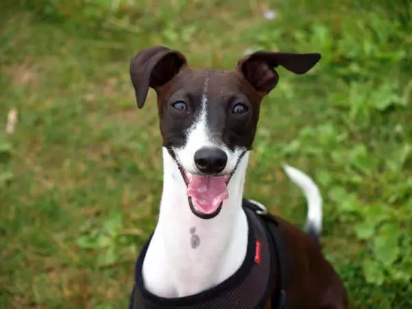 Galgo italiano