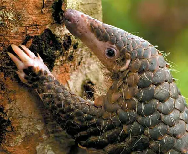 Pangolin