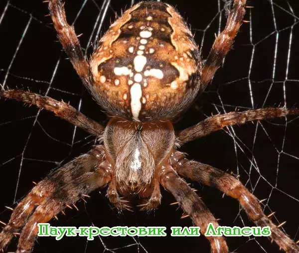 Spider cross - structure and behavior