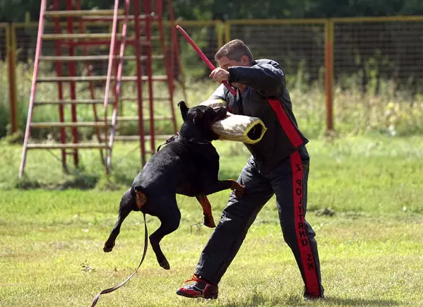 De farligste hunde i verden