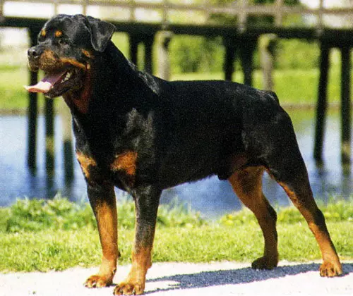 Rottweiler