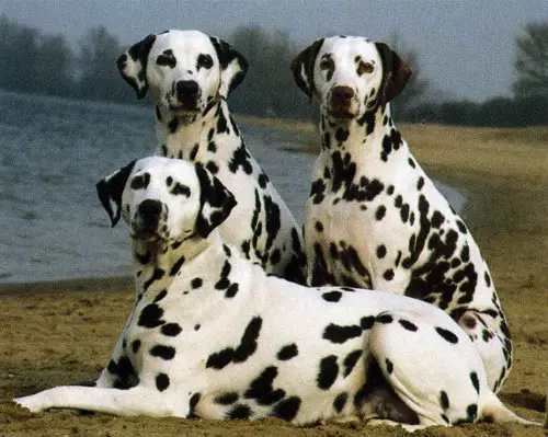 Dalmatians