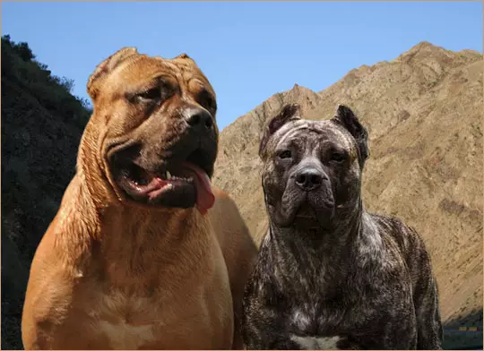 Presa Canario