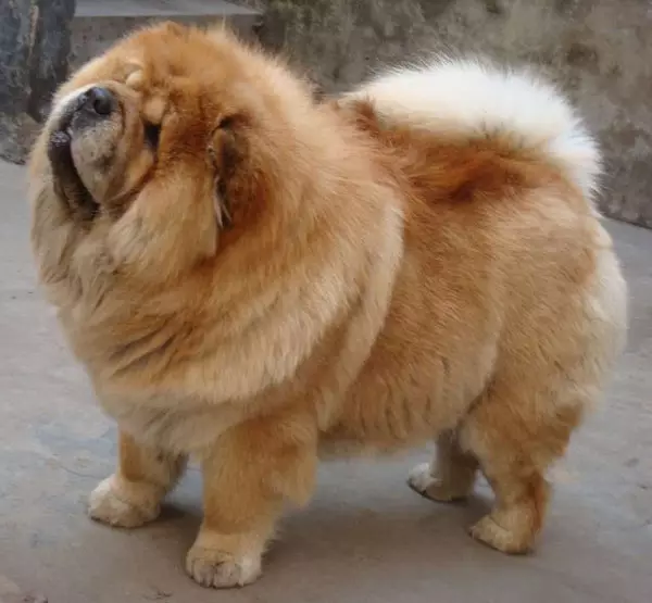 Chow Chow