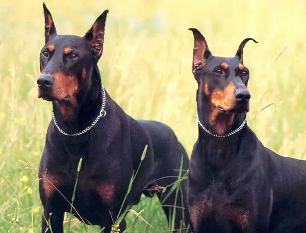 Doberman Pinscher