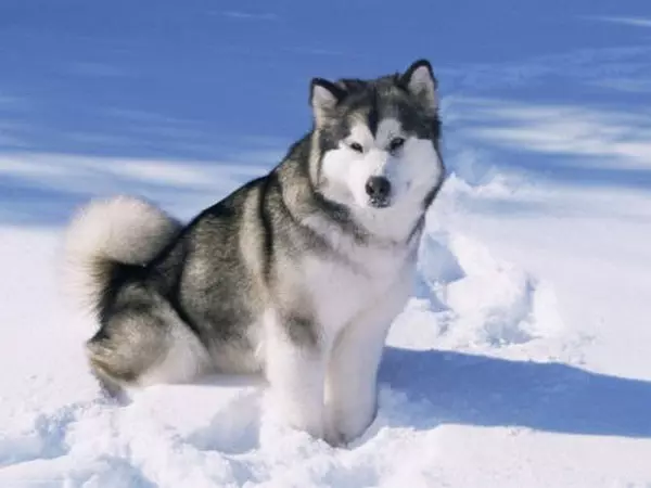 Malamute