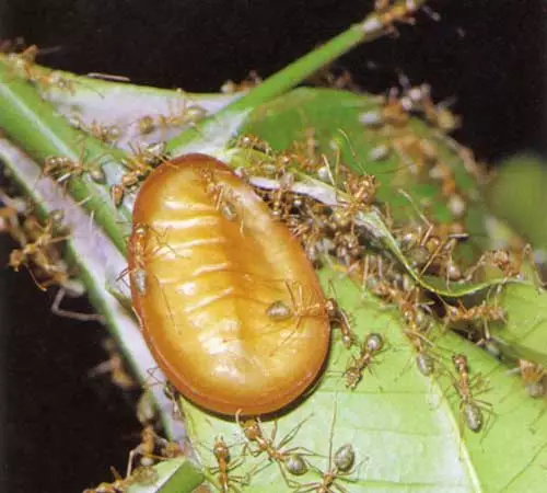 Caterpillar af den australske blåflue