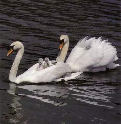 Par de cisnes mudos