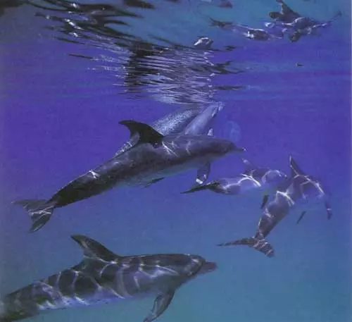 Delfines manchados