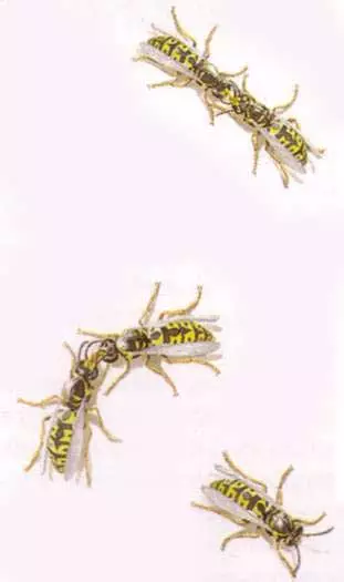 প্রাপ্তবয়স্ক wasps