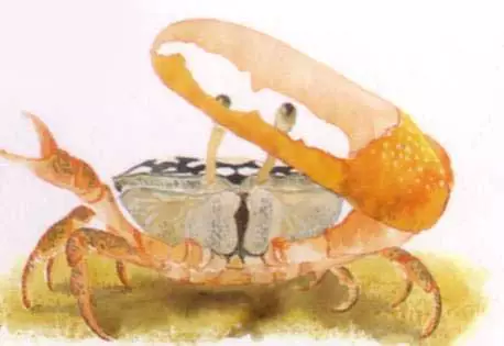 Alluring crab