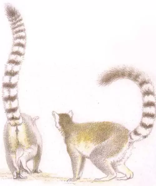 ring-tailed lemur