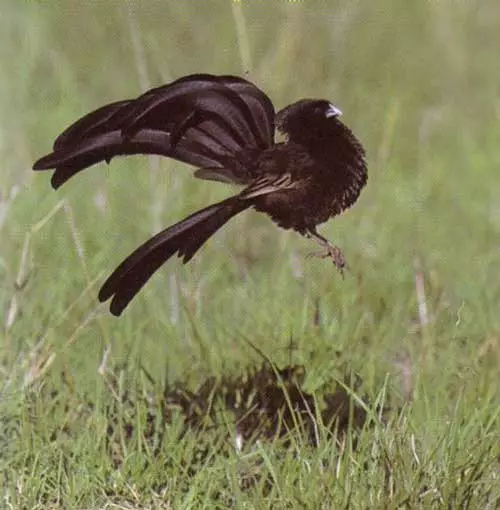 Erkek lir kuyruklu kadife dokumacı