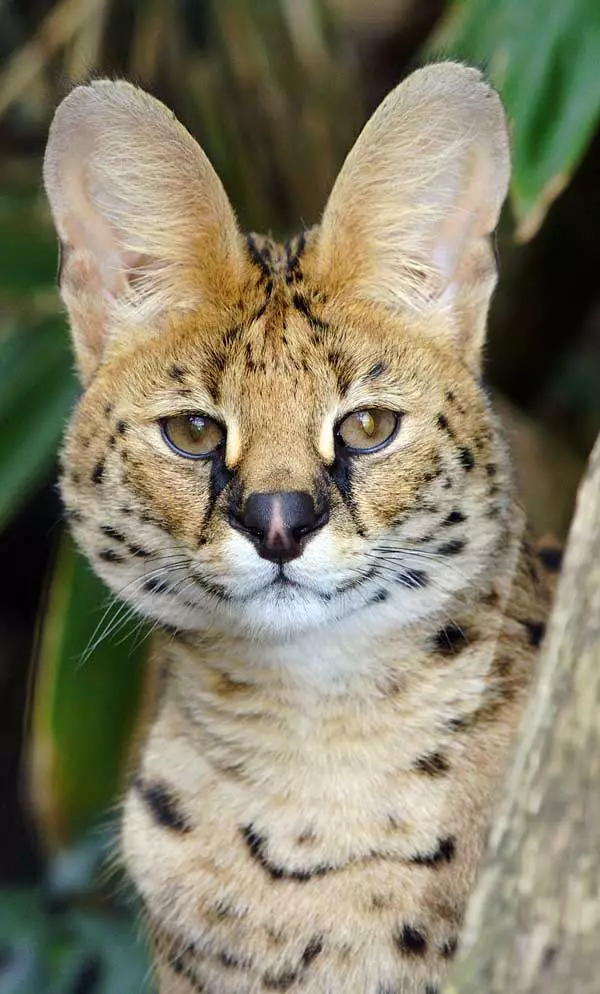 Cat seirbhíseach nó tor. Grianghraf agus físeán den serval.