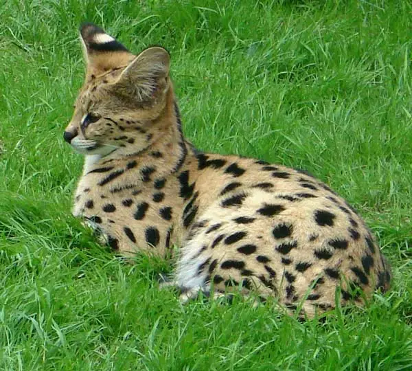 Serval o gato de monte. Foto y video del serval. 264_10