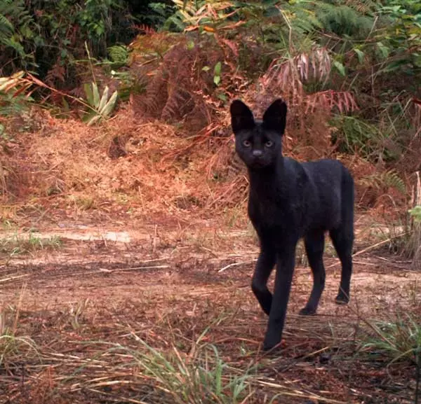 Serva aŭ arbusta kato. Foto kaj video de la servalo. 264_11