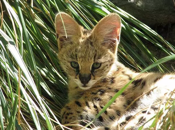 Serval o gato de monte. Foto y video del serval. 264_12