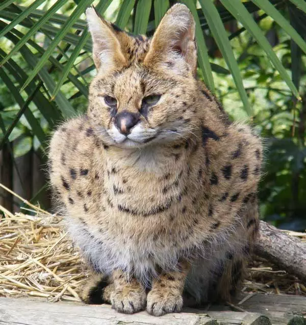 Serval o gato de monte. Foto y video del serval. 264_13