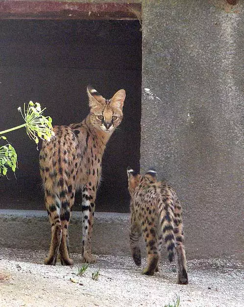 Cat seirbhíseach nó tor. Grianghraf agus físeán den serval. 264_14