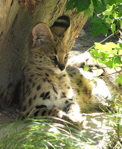 Serval nebo keř kočka. Fotografie a video servalu. 264_15