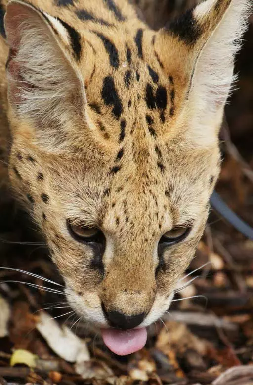 Serval o gato de monte. Foto y video del serval. 264_16